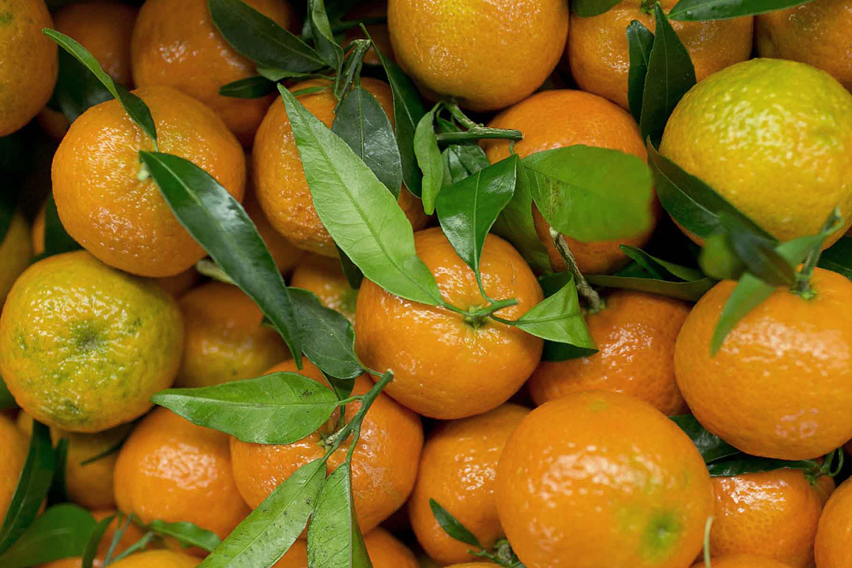 Fruit and veg in season this November | New Covent Garden Market